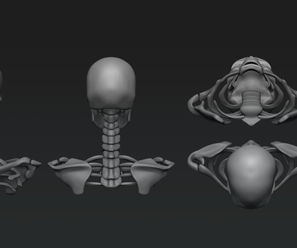 ArtStation - Facial Muscles | Resources