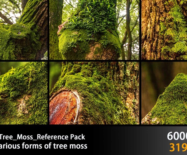 ArtStation - Tree_moss_Reference Pack | Resources