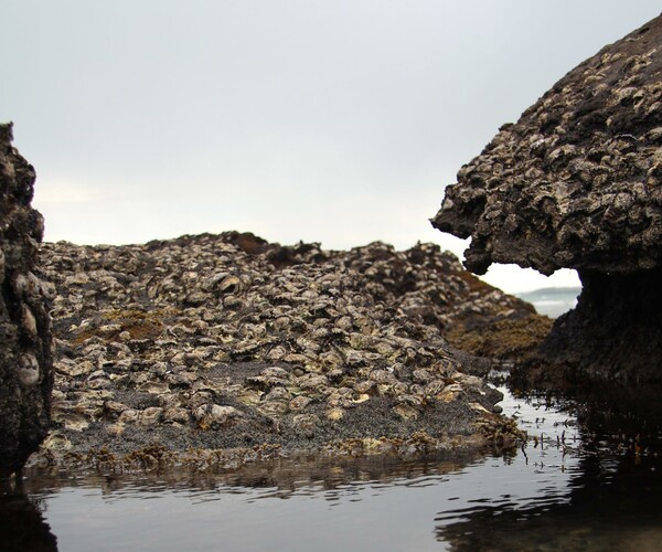 ArtStation - 259 photos of Basalt Rocks | Resources