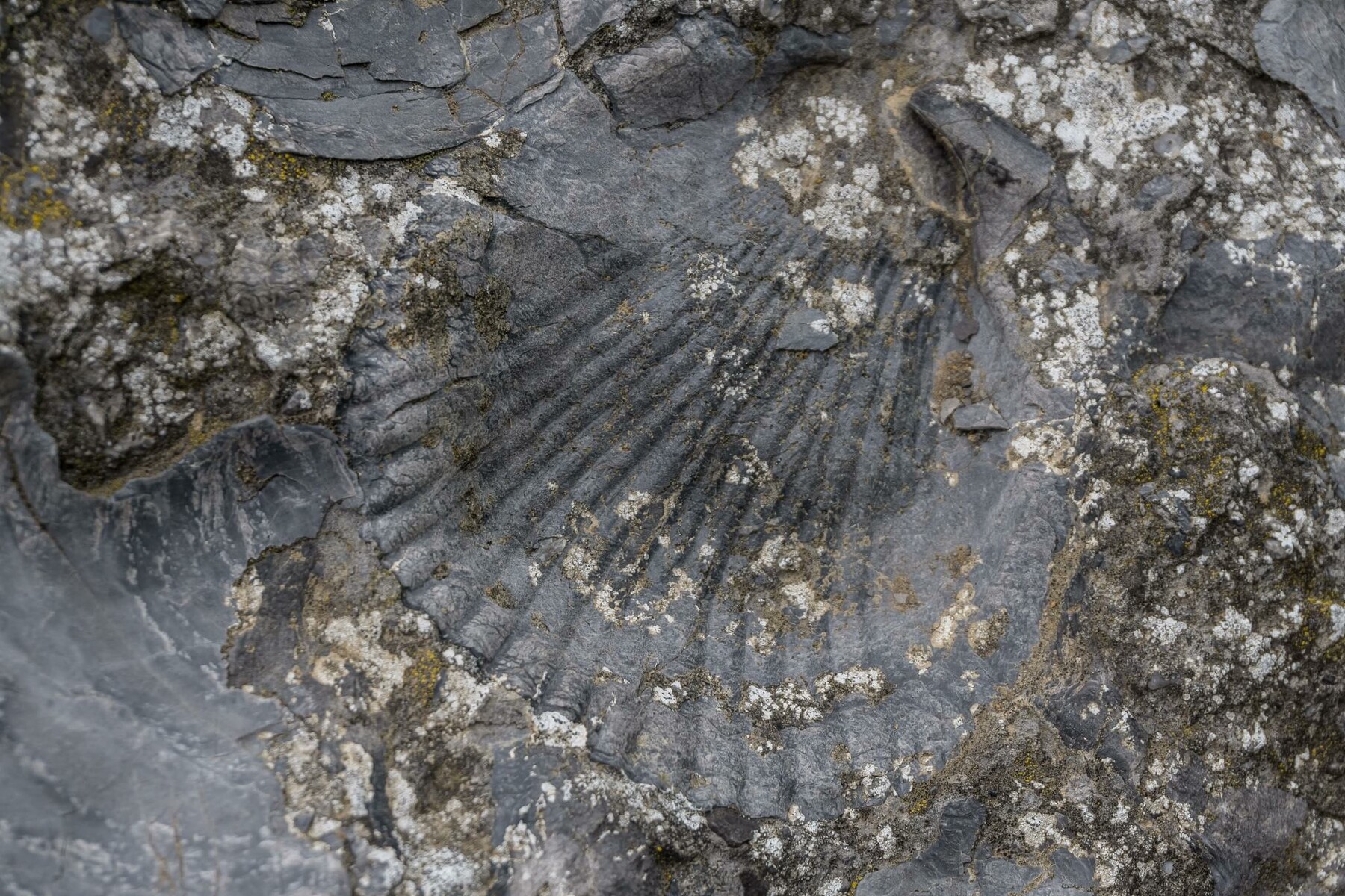 ArtStation - 264 photos of Fossilized Shells Cliff Formation | Resources