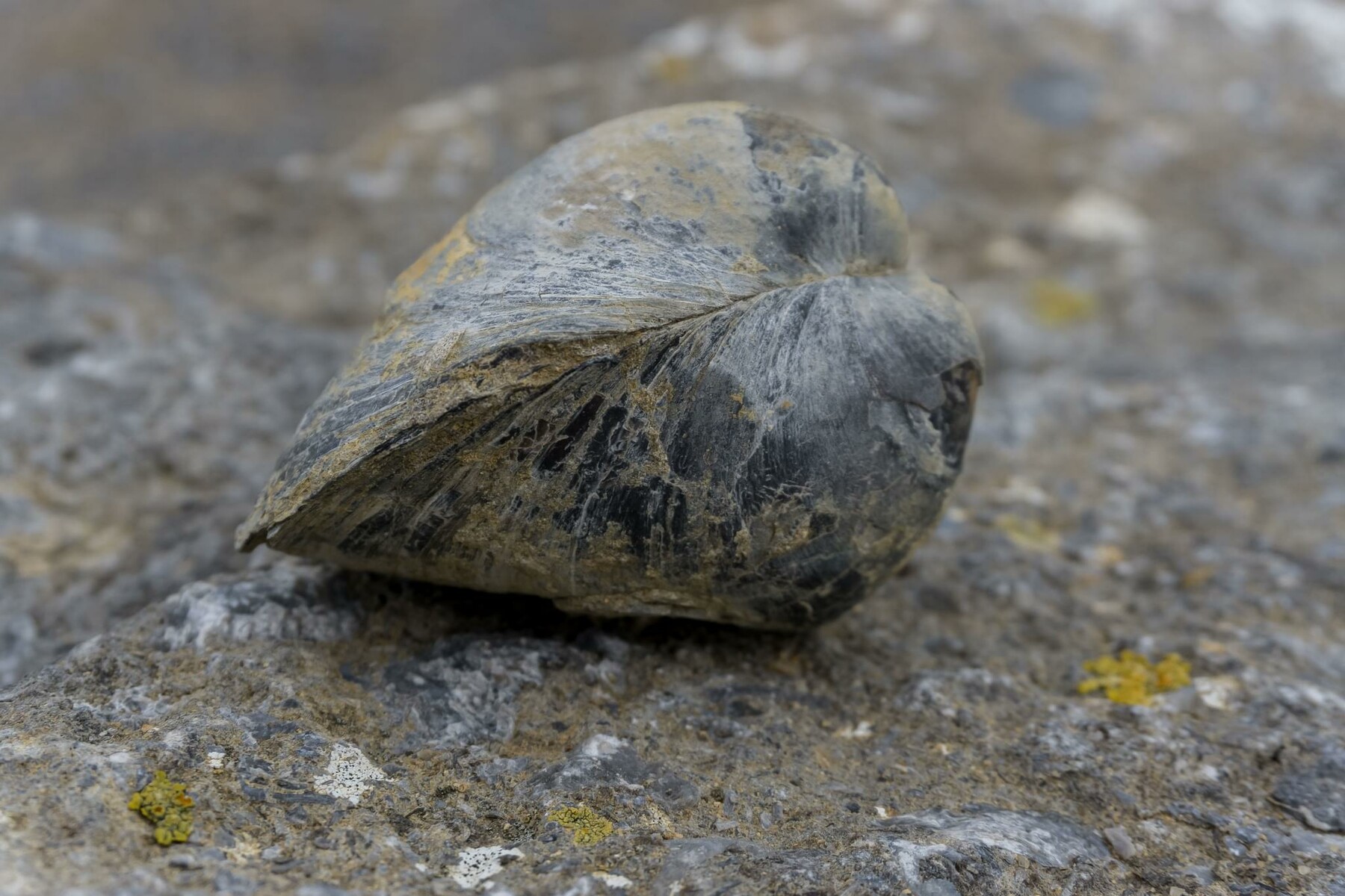 ArtStation - 264 photos of Fossilized Shells Cliff Formation | Resources