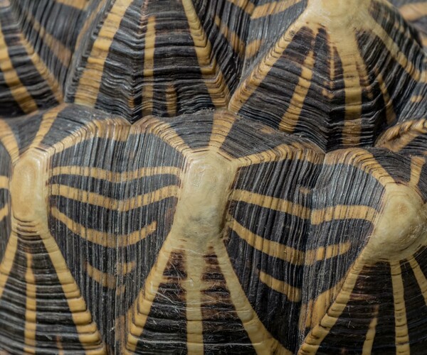 ArtStation - 56 photos of Star Tortoise | Resources