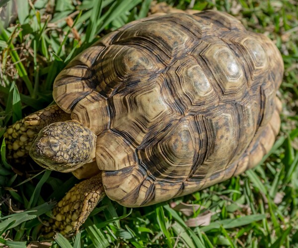 ArtStation - 56 photos of Star Tortoise | Resources