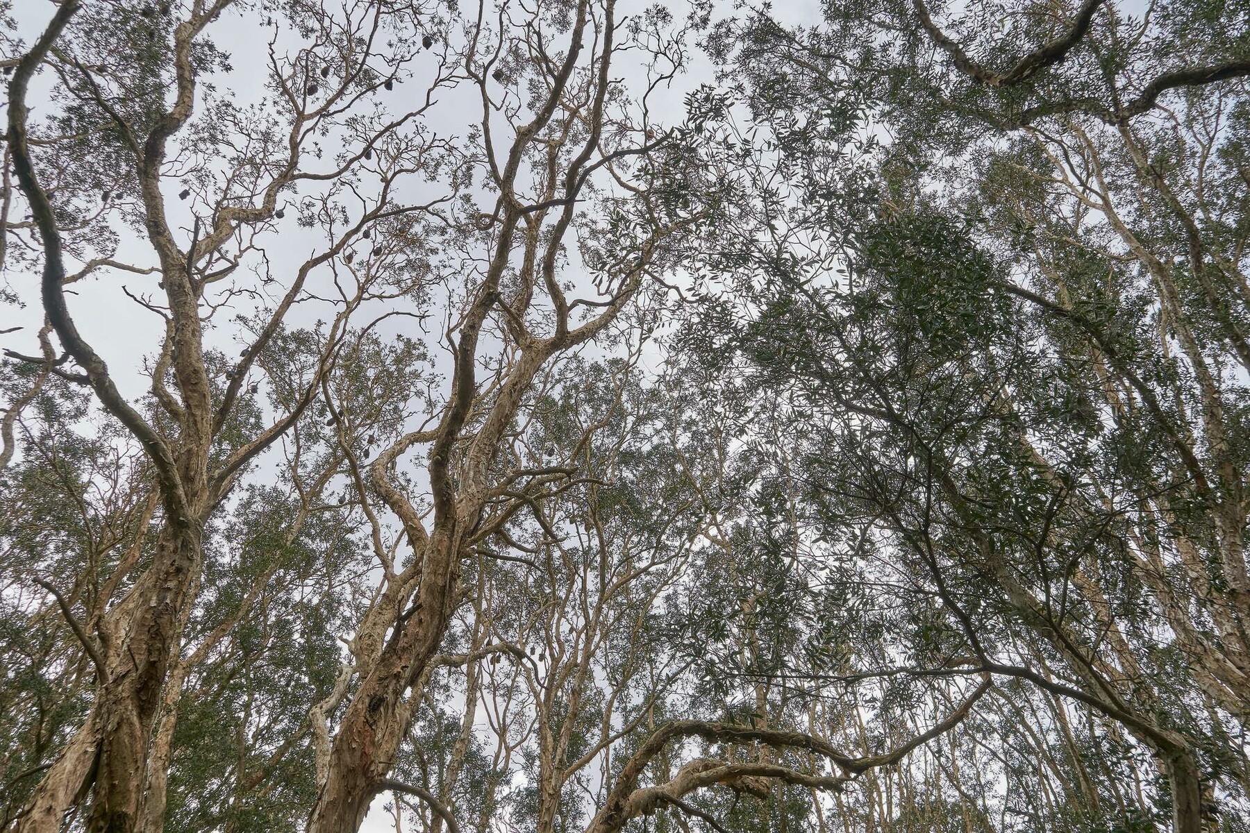 ArtStation - 102 photos of Dense Swamp | Resources