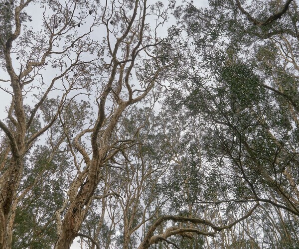 ArtStation - 102 photos of Dense Swamp | Resources