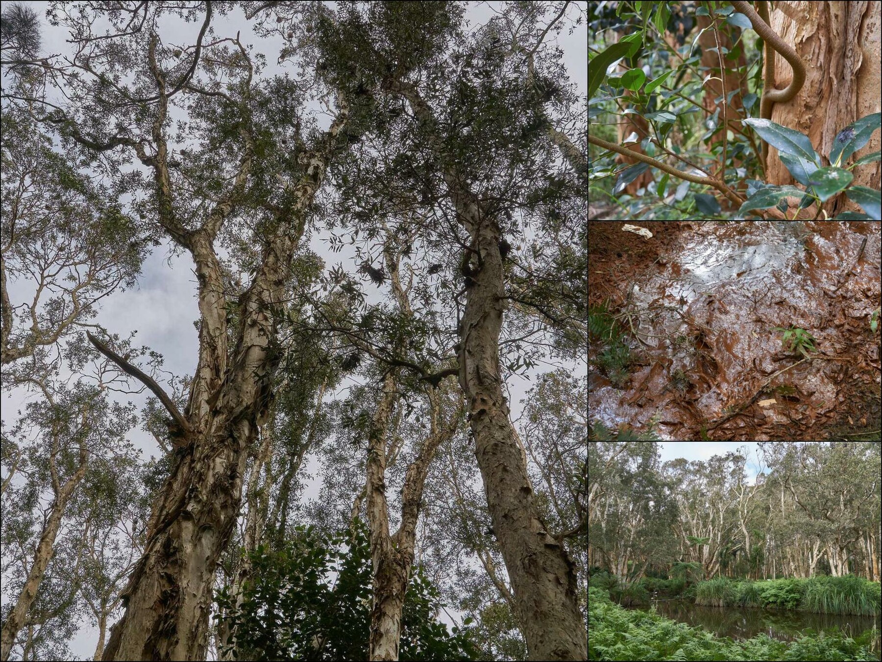 ArtStation - 102 photos of Dense Swamp | Resources