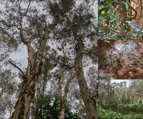 ArtStation - 102 photos of Dense Swamp | Resources