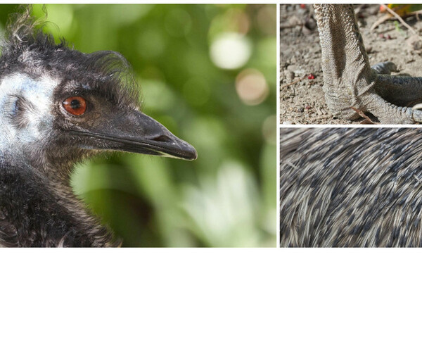 ArtStation - 47 photos of Emu | Resources