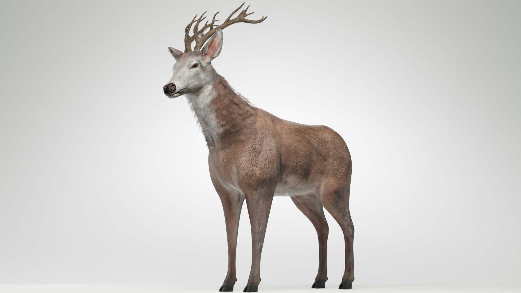 ArtStation - Animated Lowpoly Deer | Game Assets
