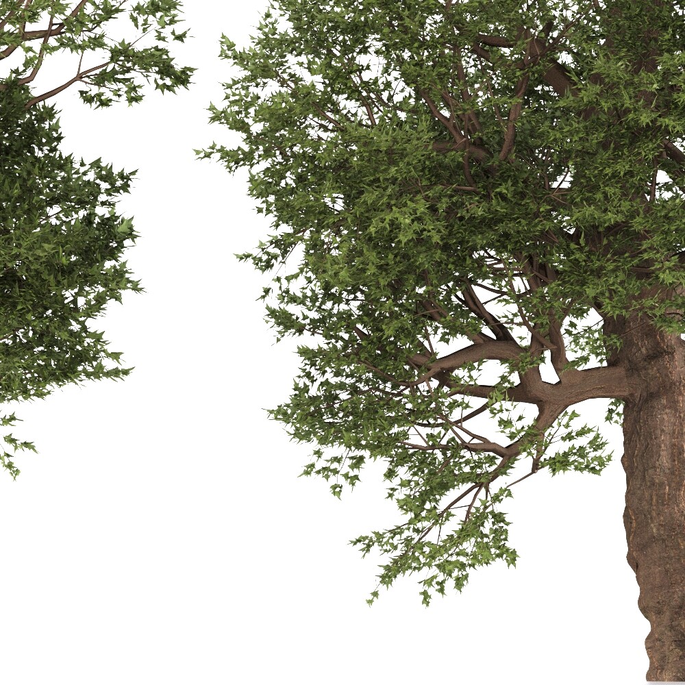 ArtStation - Trident Maple Tree (2 Trees) | Game Assets