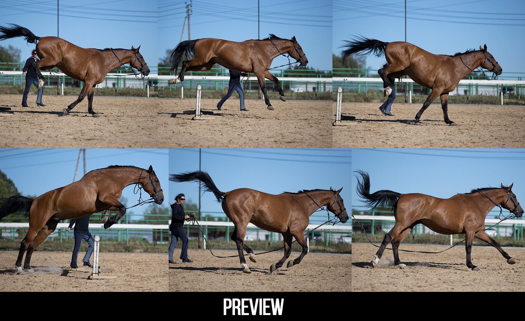 ArtStation - 300+ Horses Reference Pictures | Resources