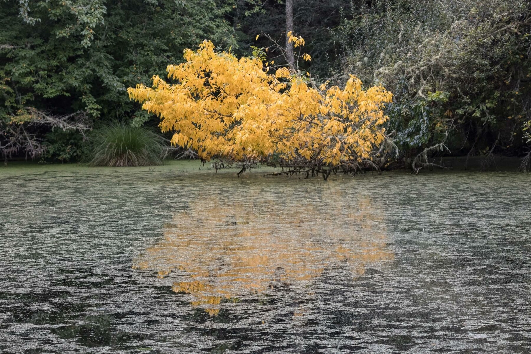 ArtStation - 276 photos of Overgrown Green Swampy Ponds | Resources