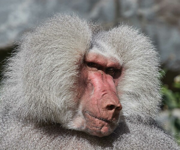 ArtStation - 175 photos of Hamadryas Baboon | Resources