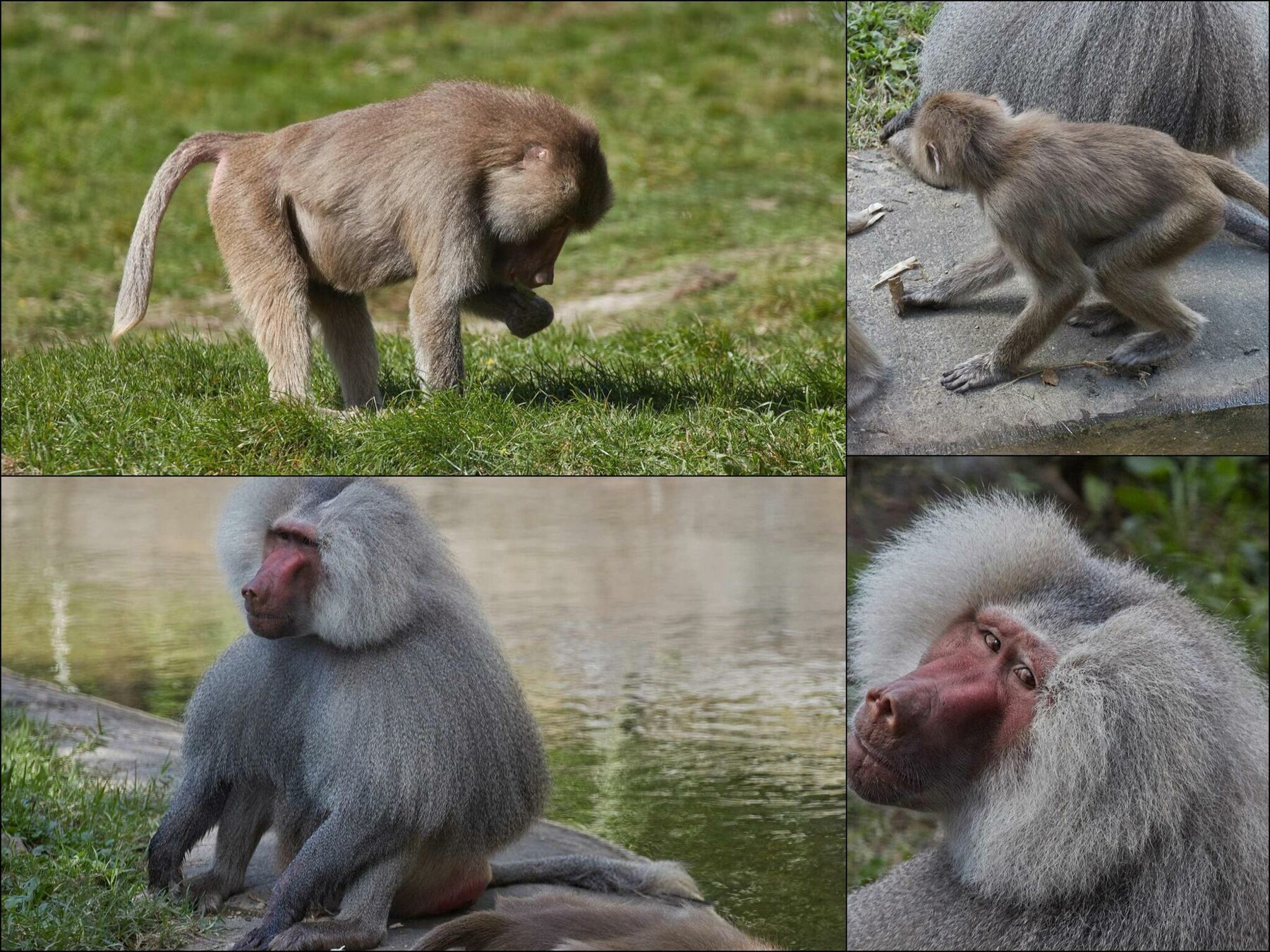 ArtStation - 175 photos of Hamadryas Baboon | Resources
