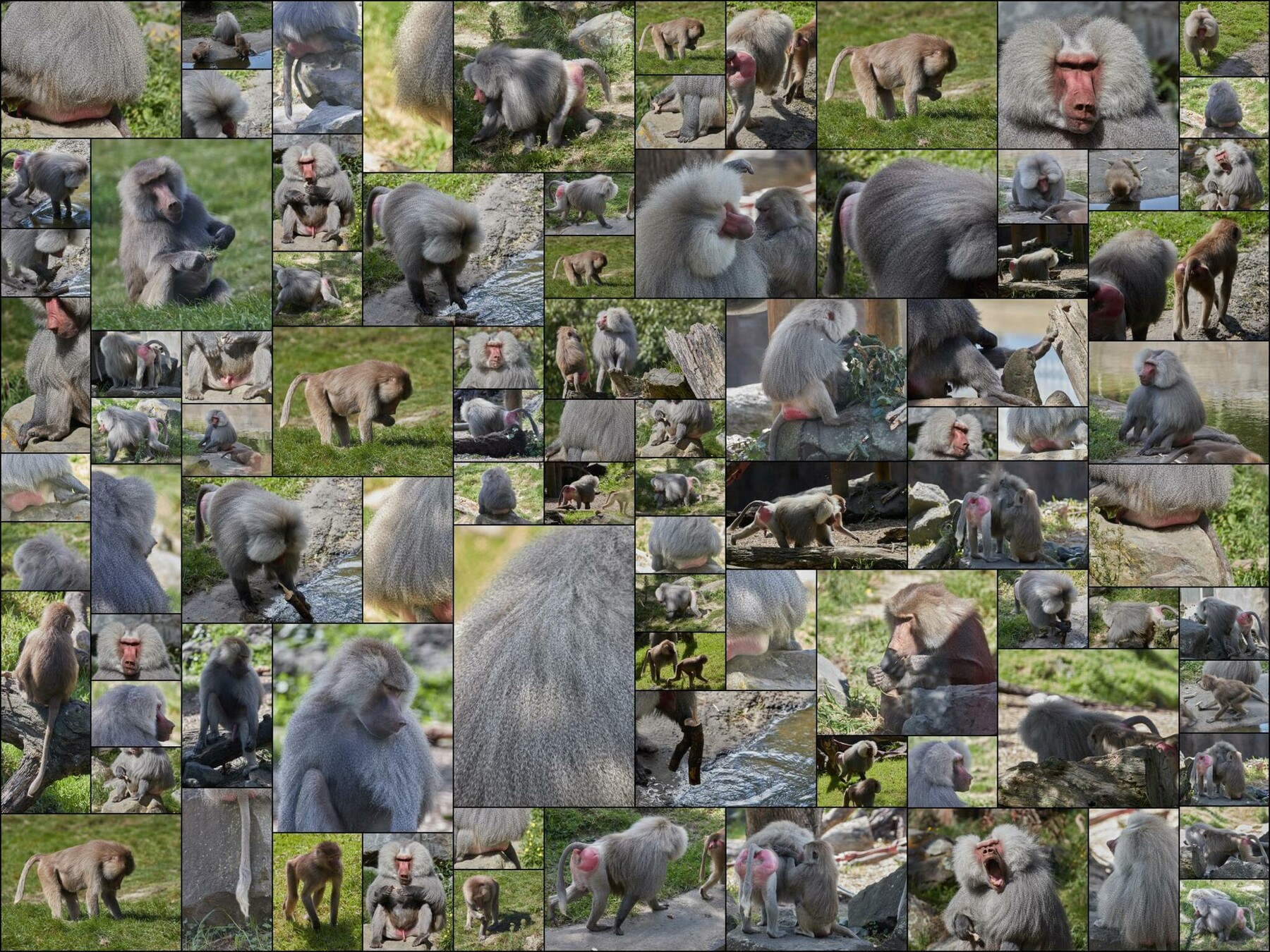 ArtStation - 175 photos of Hamadryas Baboon | Resources