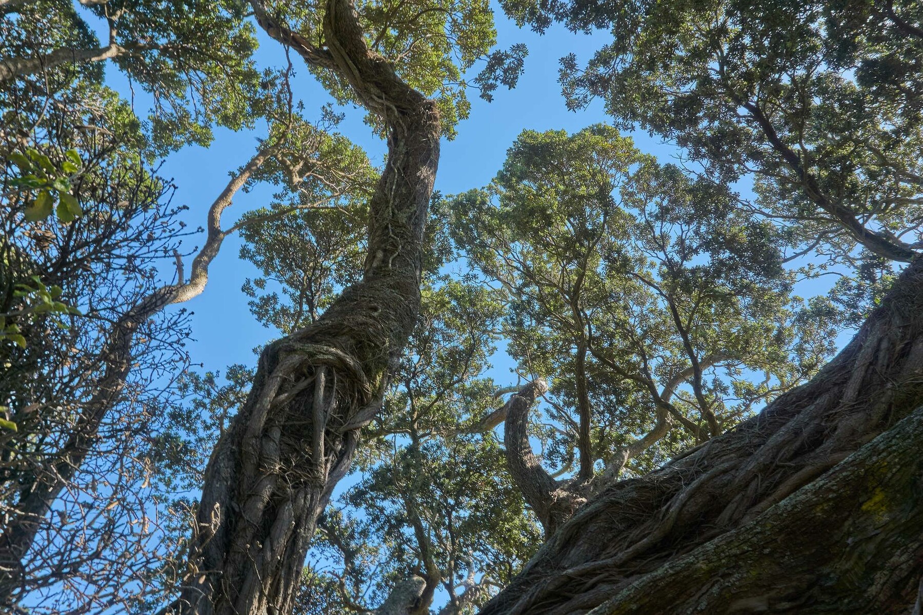 FOTOREF.COM Photo Packs - 75 photos of Sprawling Entangled Pohutukawa Tree