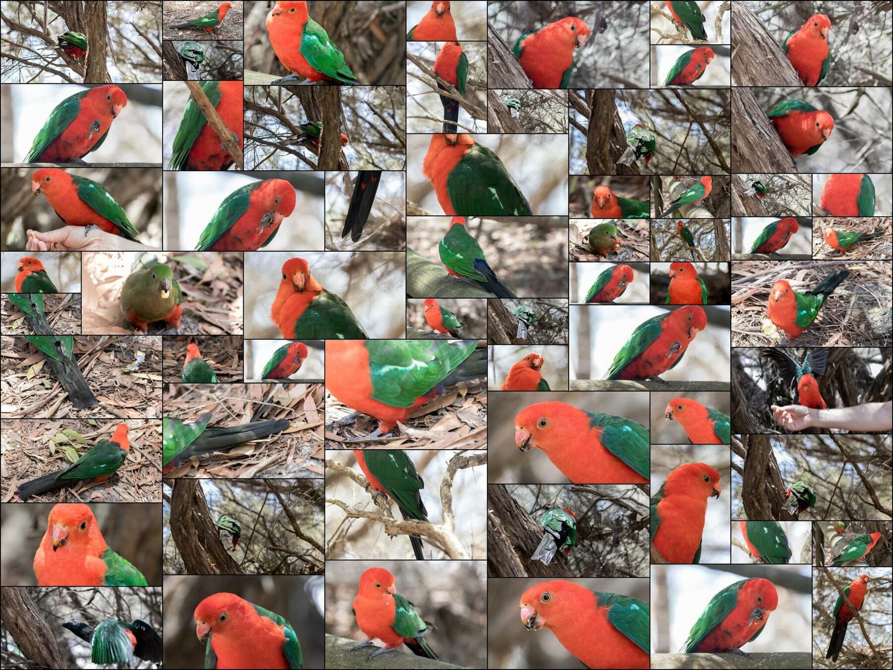 ArtStation - 63 photos of King Parrot | Resources