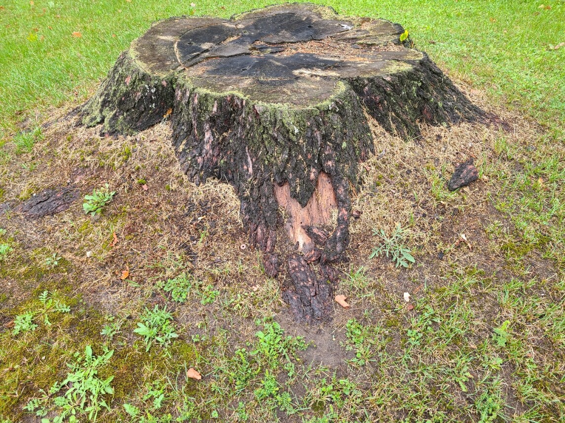 ArtStation - Various Tree Stumps | Resources