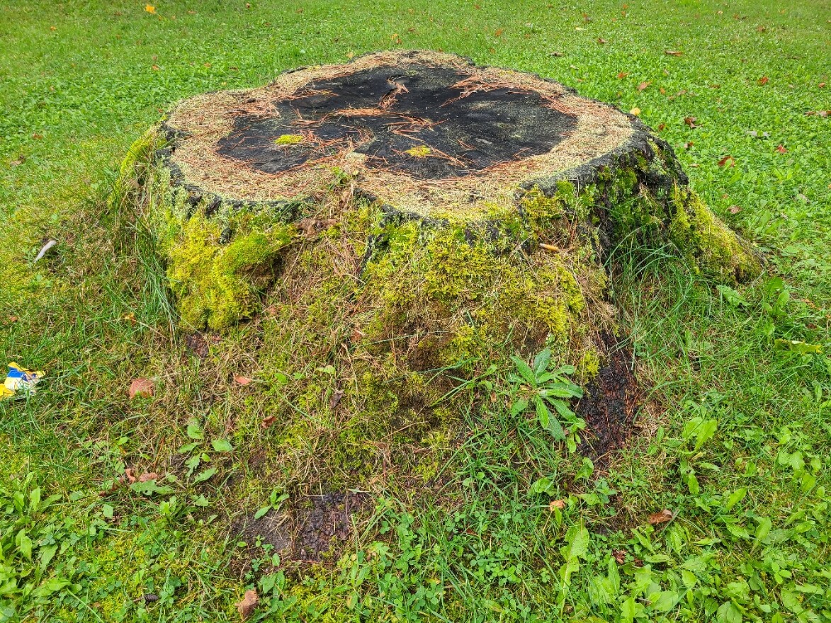 ArtStation - Various Tree Stumps | Resources