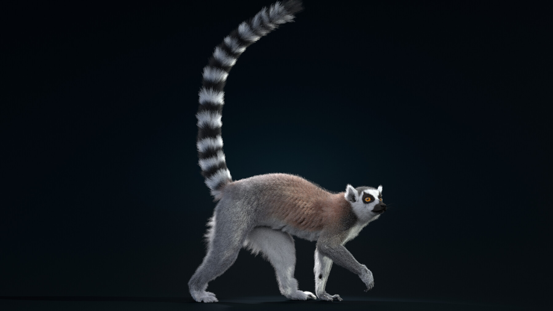 ArtStation - 3D Animal | Ring Tailed Lemur Animated | VFX Grace | Resources