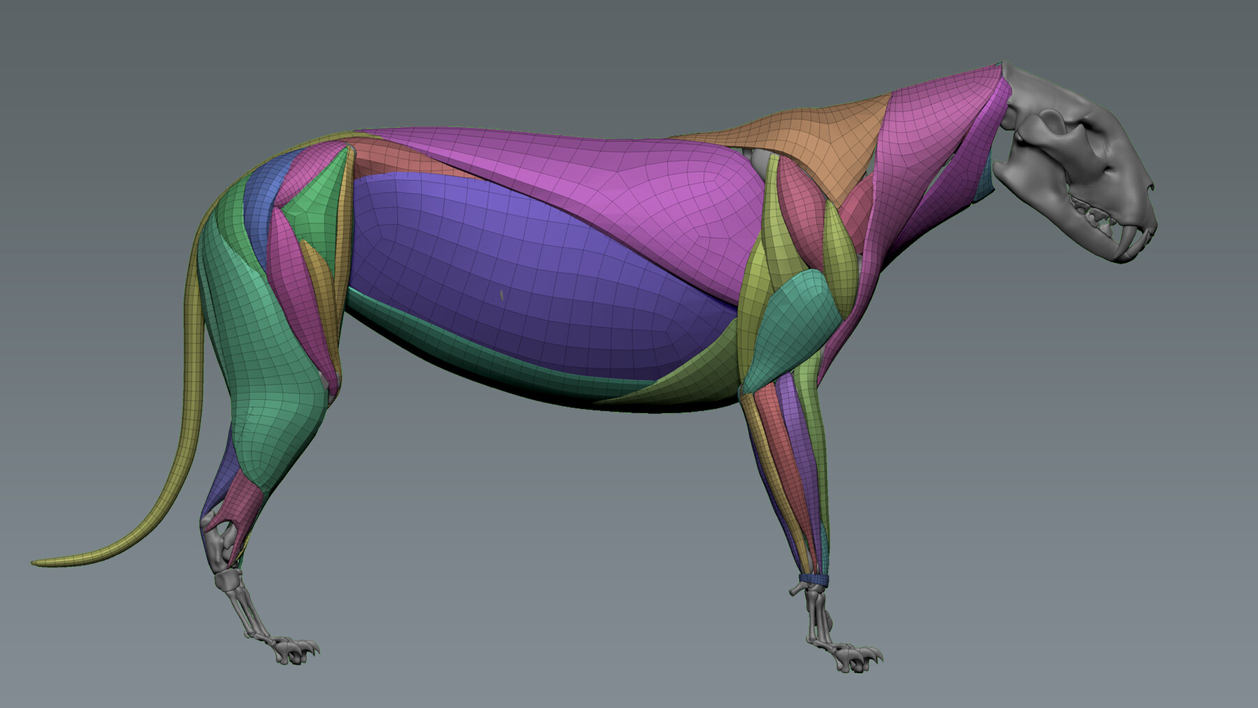 ArtStation - Lion Anatomy | Game Assets