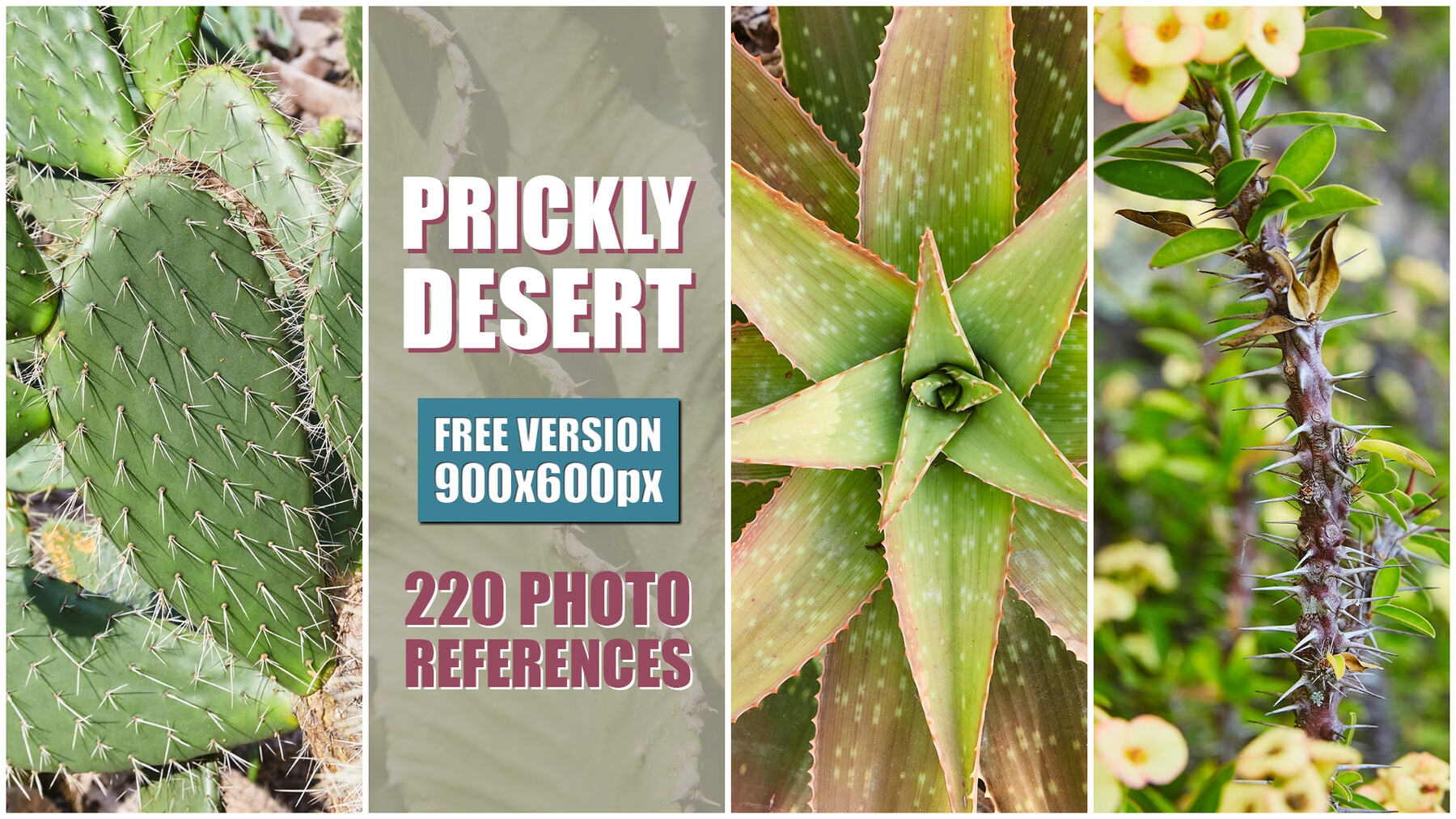 ArtStation - [FREE VERSION] Photo references - Desert plants with ...