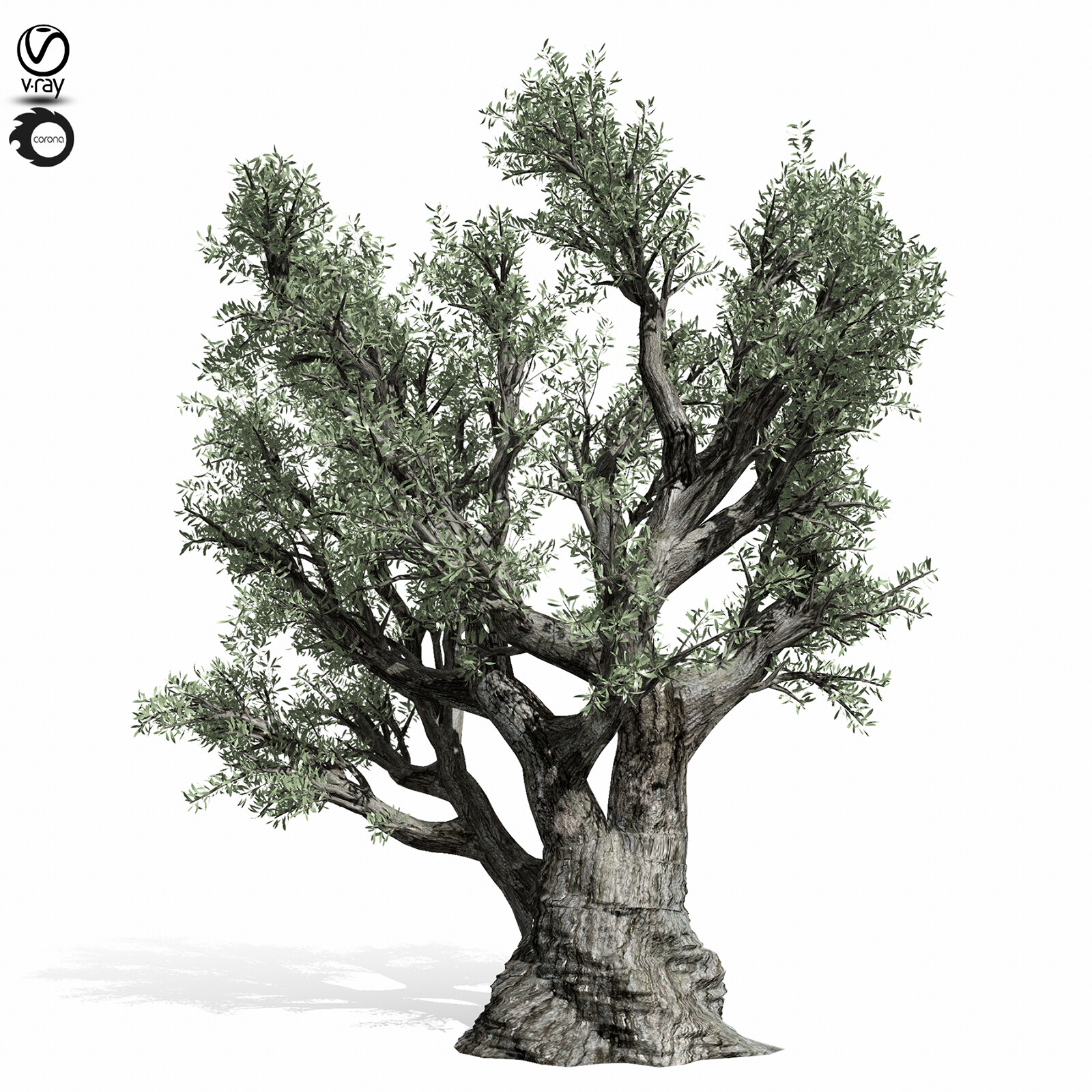 ArtStation - 3D Assets : olive Tree 220 | Resources