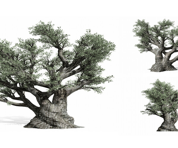 ArtStation - 3D Assets : olive Tree 220 | Resources