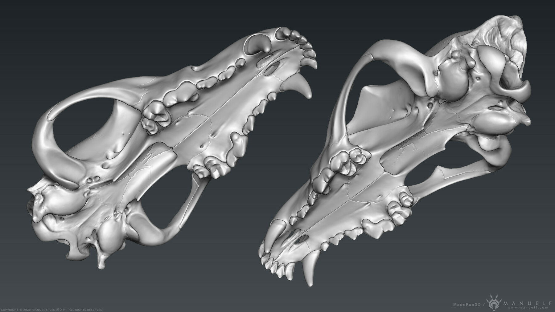ArtStation - 3D Wolf Skull – Highpoly Sculpture | Resources