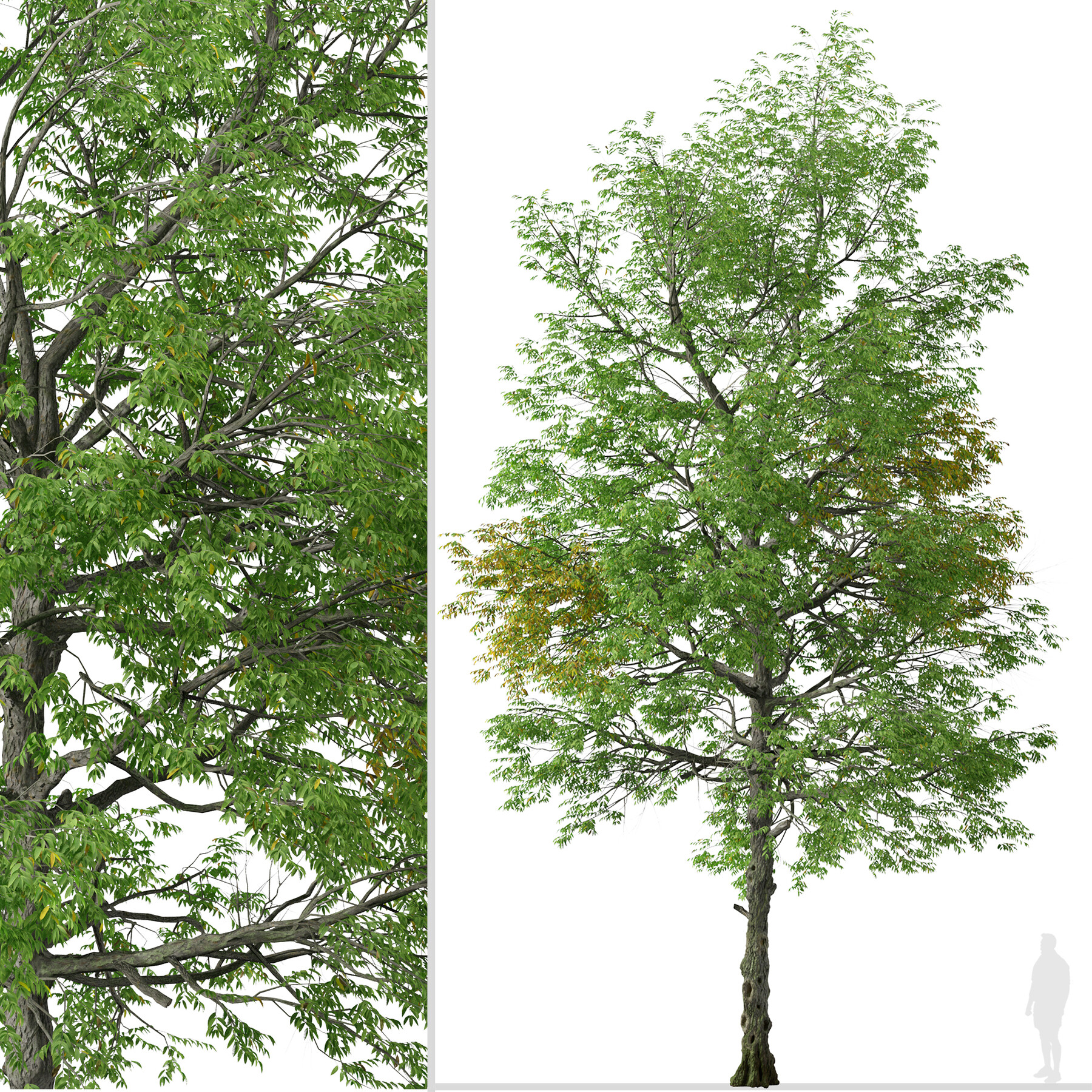 ArtStation - Set of Black ash Tree ( Fraxinus nigra ) (2 Trees) | Resources