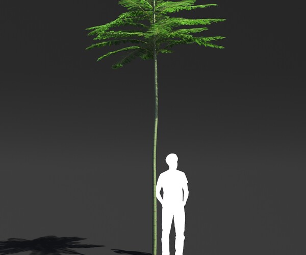 ArtStation - Schizolobium Parahyba VOL 2 GROWFX - PAKIS BRAZIL-SOLOBIUM ...