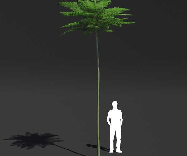 ArtStation - Schizolobium Parahyba VOL 2 GROWFX - PAKIS BRAZIL-SOLOBIUM ...