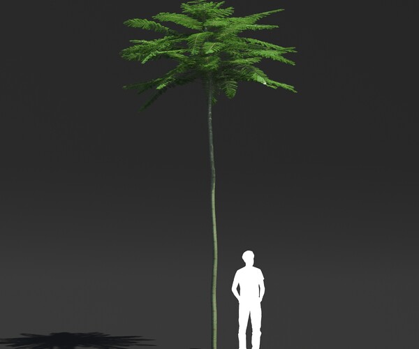 ArtStation - Schizolobium Parahyba VOL 2 GROWFX - PAKIS BRAZIL-SOLOBIUM ...