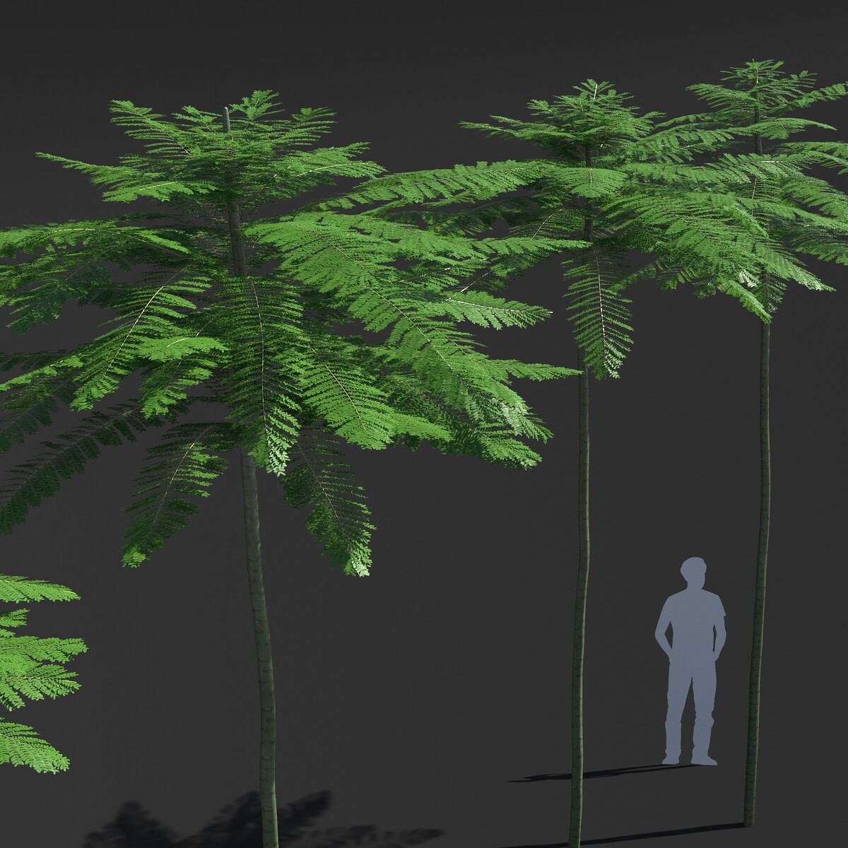 Visualworks Studio - Schizolobium Parahyba VOL 2 GROWFX - PAKIS BRAZIL ...