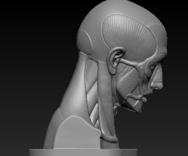 ArtStation - Muscular Head 3D ( 2021) | Resources