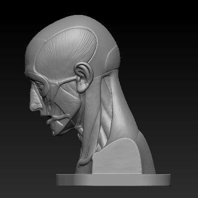 ArtStation - Muscular Head 3D ( 2021) | Resources