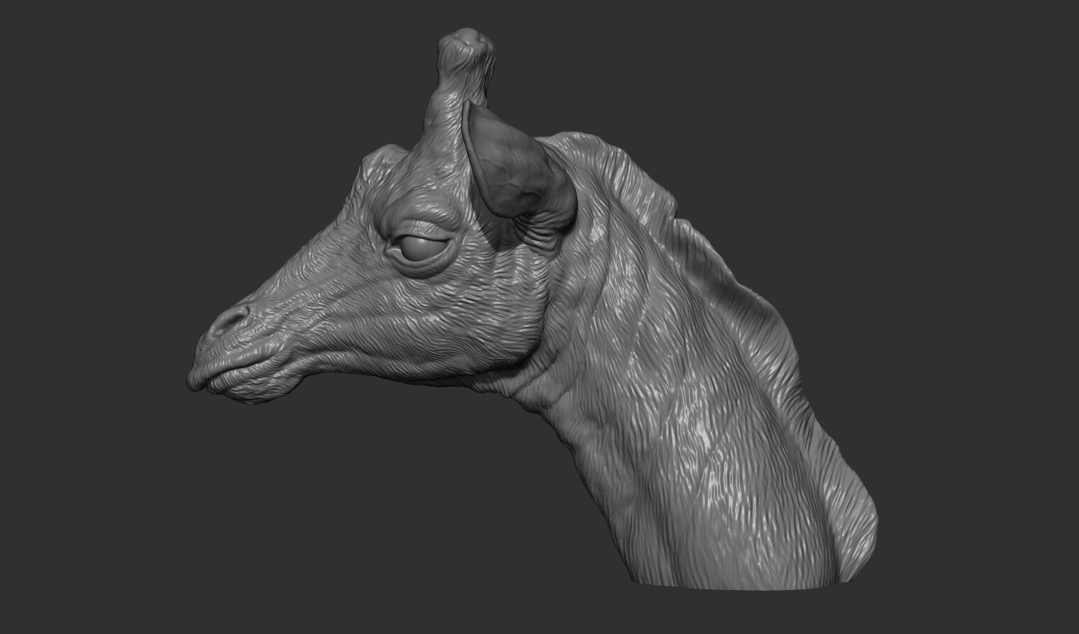 ArtStation - Giraffe head | Resources
