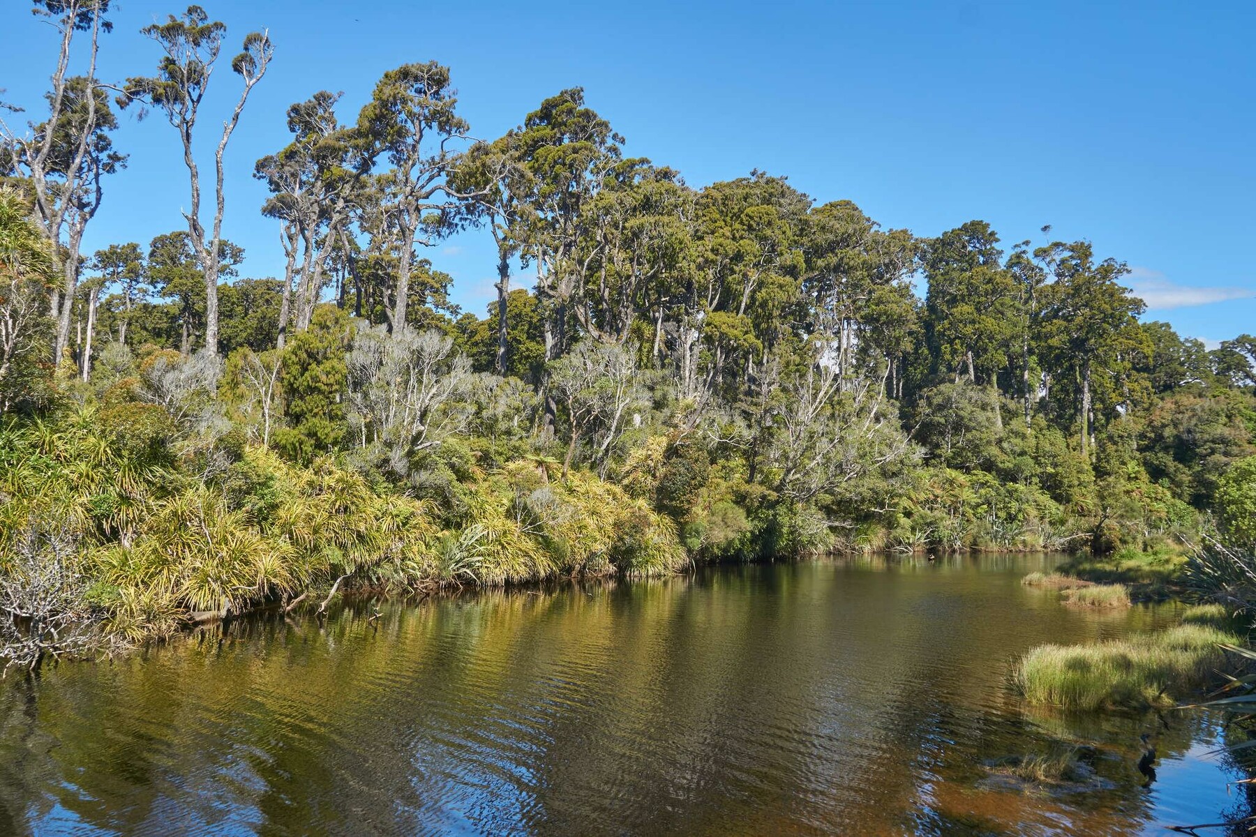 ArtStation - 246 photos of Riverbank Swampy Forest | Resources