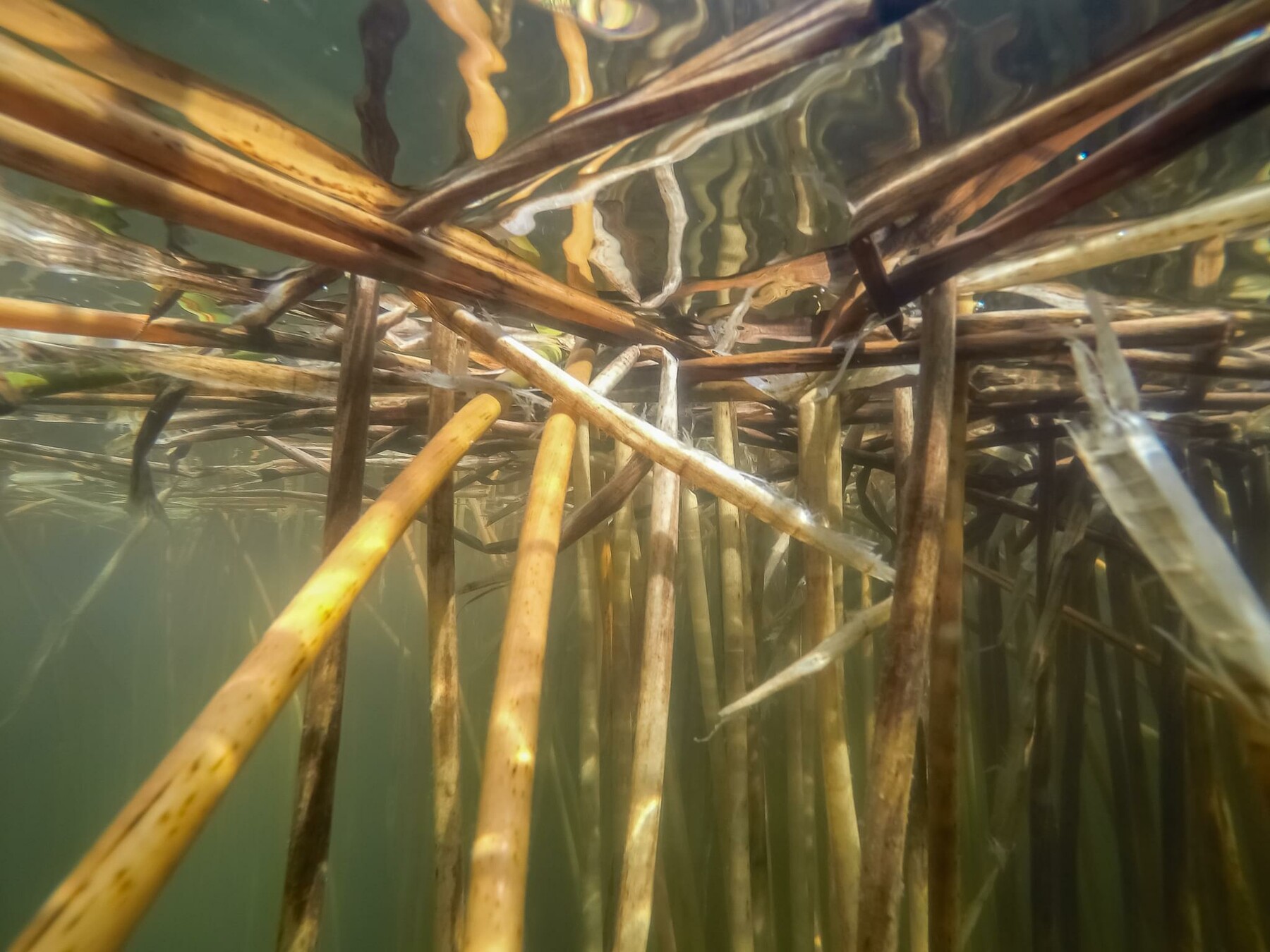 ArtStation - 371 photos of Underwater Ghost Reeds | Resources