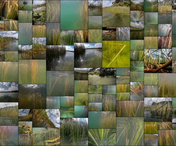 ArtStation - 371 photos of Underwater Ghost Reeds | Resources