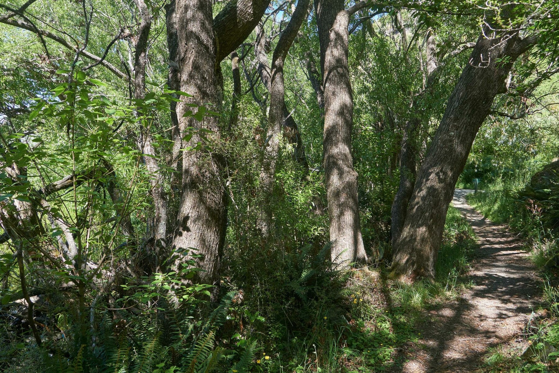 ArtStation - 105 photos of Lake Leaning Sinking Trees | Resources