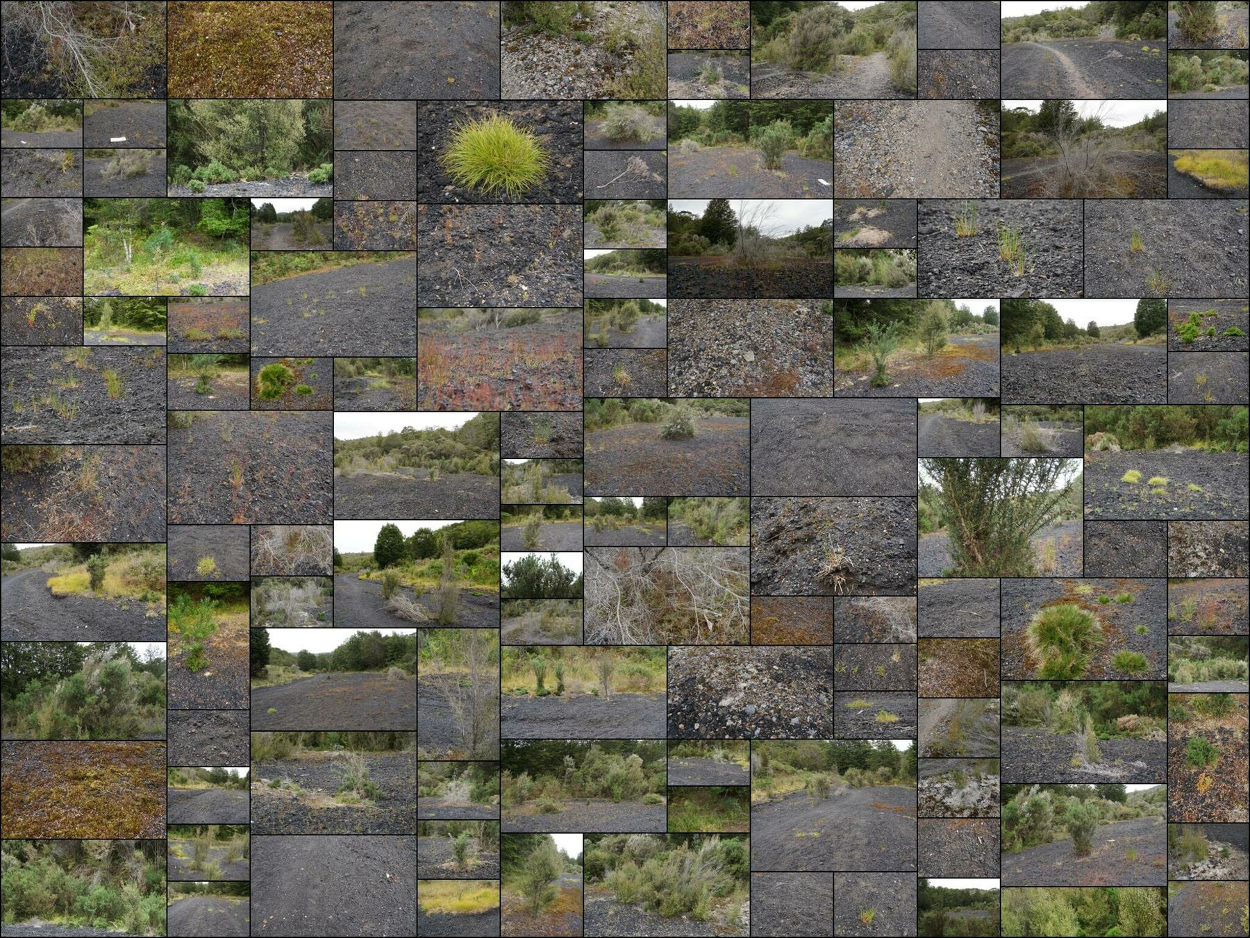 ArtStation - 125 photos of Overgrowing Small Coal Field | Resources