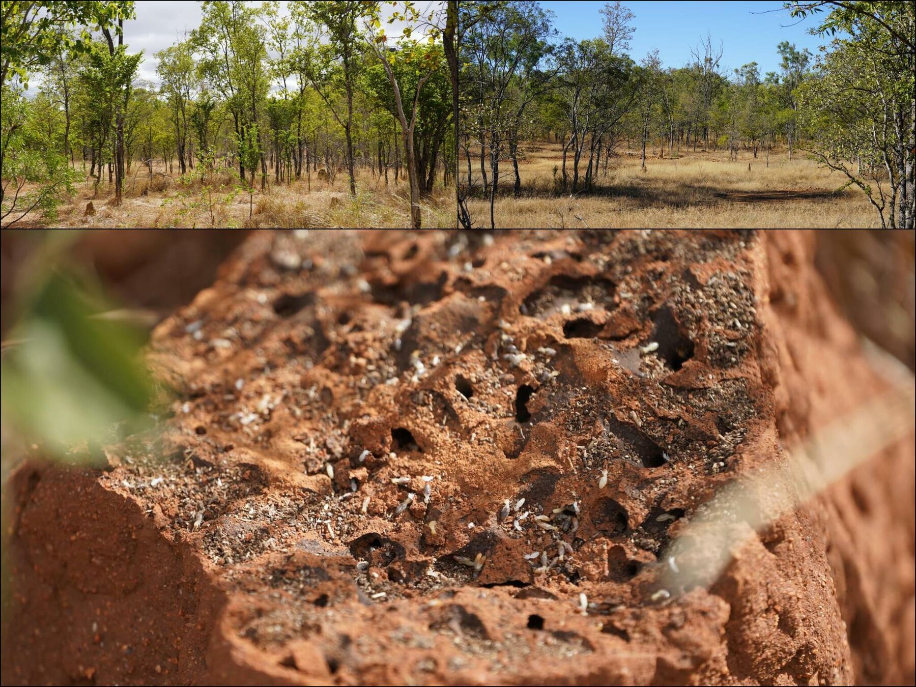 ArtStation - 150 photos of Small Termite Mounds Bush Forest | Resources