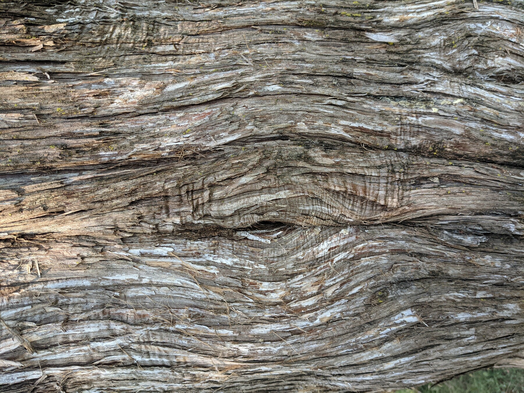 ArtStation - Tree Bark Texture | Resources