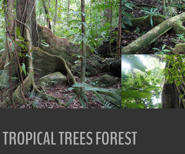 ArtStation - 178 photos of Large Tropical Trees Forest | Resources