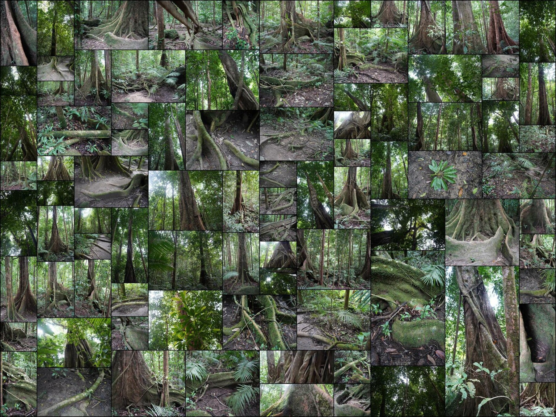 ArtStation - 178 photos of Large Tropical Trees Forest | Resources