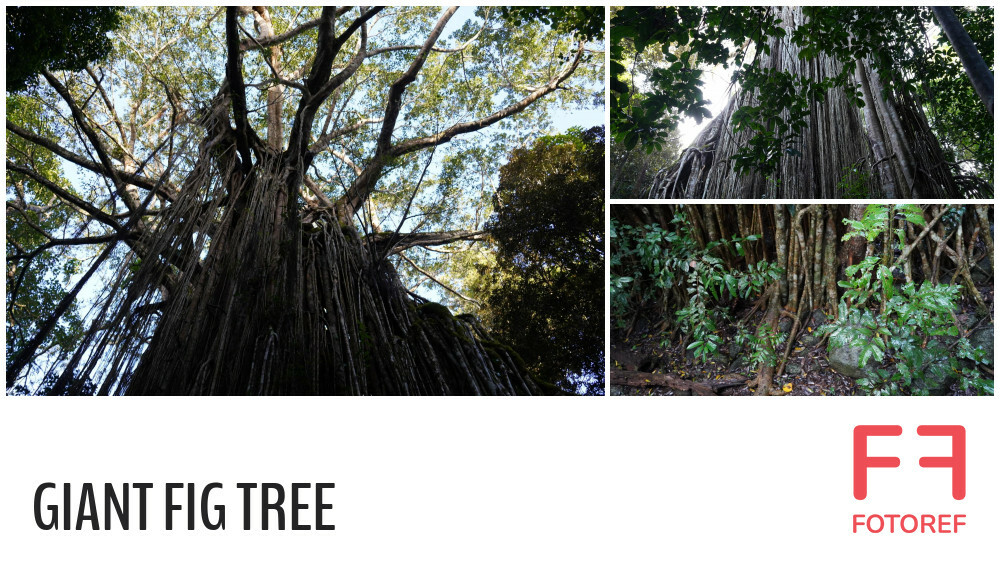 FOTOREF.COM Photo Packs - 85 photos of Giant Fig Tree