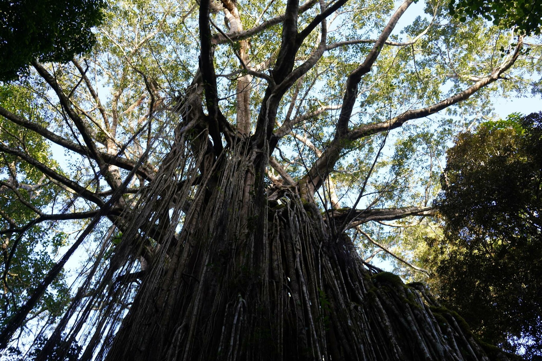FOTOREF.COM Photo Packs - 85 photos of Giant Fig Tree
