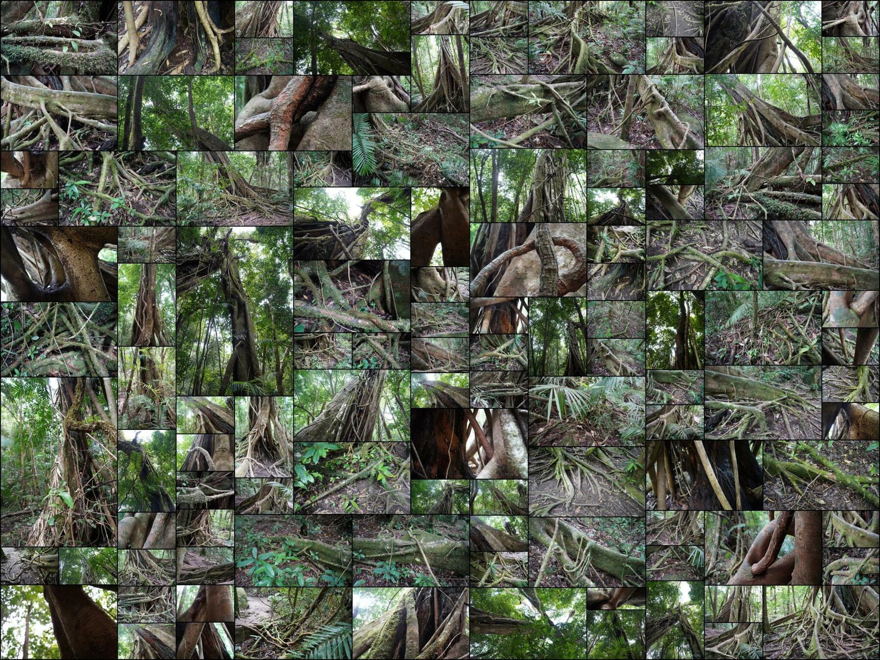 ArtStation - 119 photos of Giant Parasite Plant Consuming Another Tree ...