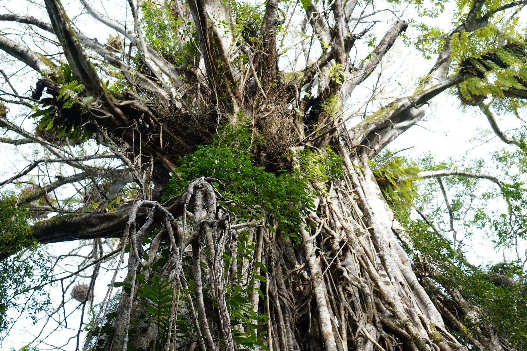 ArtStation - 386 photos of Cathedral Tropical Giant Fig Tree | Resources